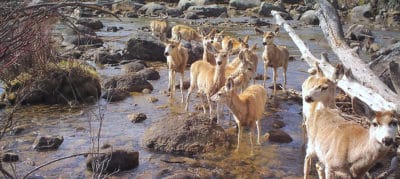 New big game migration maps help inform management - The Wildlife Society