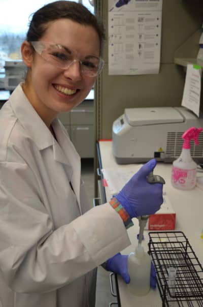 Numbers matter in bighorn sheep translocation - The Wildlife Society