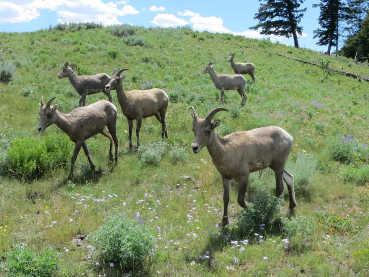 Numbers matter in bighorn sheep translocation - The Wildlife Society
