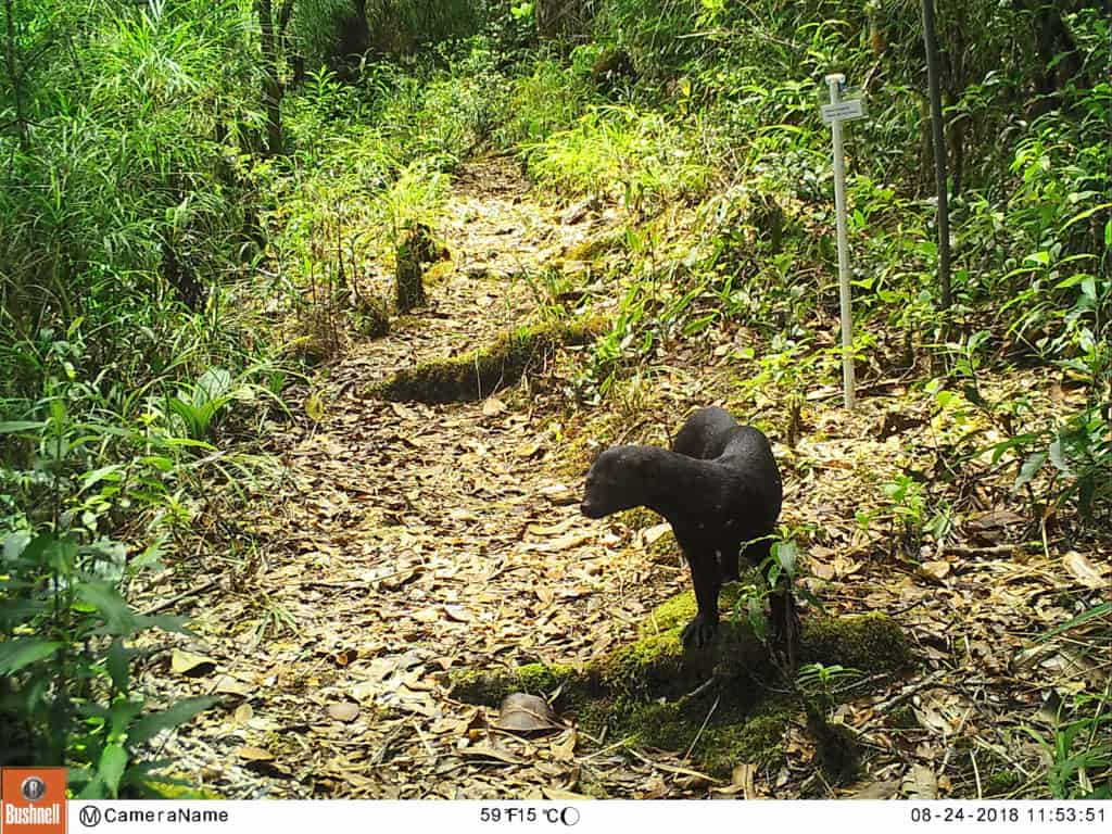Wild Cam: Costa Rica’s black panthers and elusive bush dogs - The ...