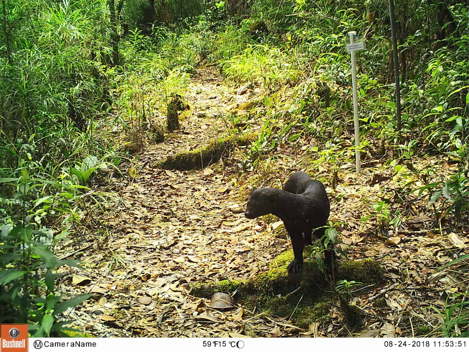 Wild Cam: Costa Rica’s black panthers and elusive bush dogs - The ...
