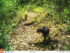 Wild Cam: Costa Rica’s black panthers and elusive bush dogs - The ...