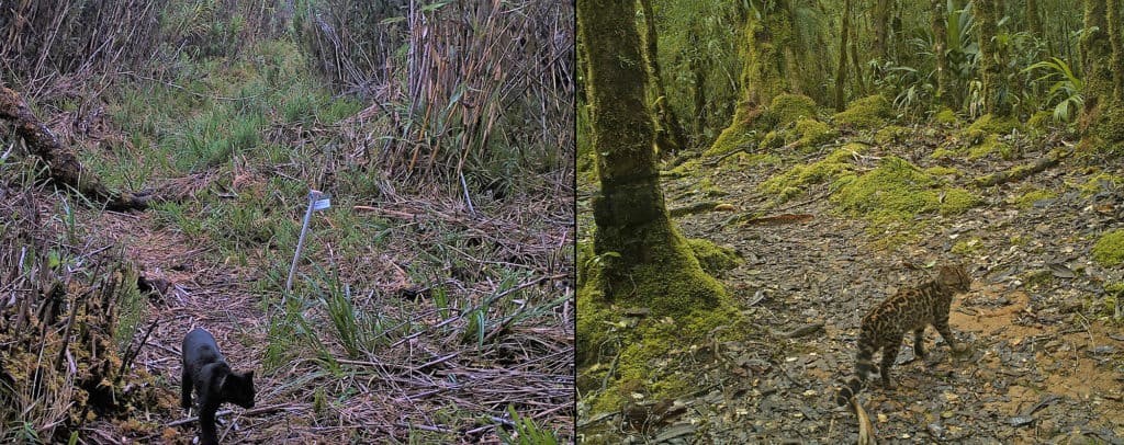 Wild Cam: Costa Rica’s black panthers and elusive bush dogs - The ...