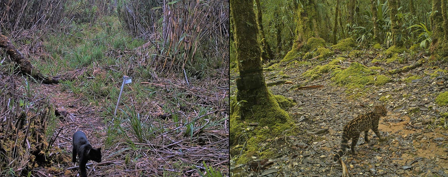 Wild Cam: Costa Rica’s black panthers and elusive bush dogs - The ...