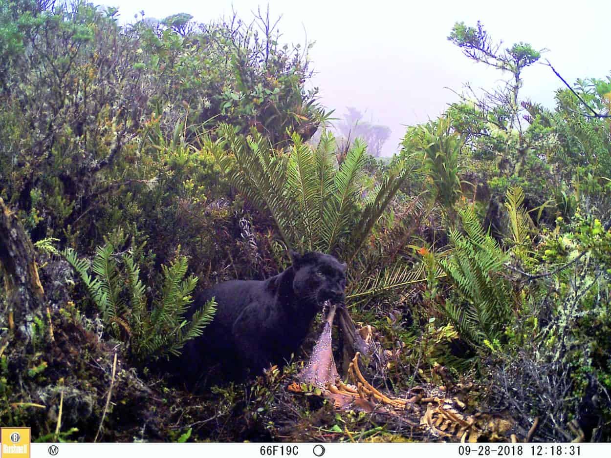Wild Cam: Costa Rica’s black panthers and elusive bush dogs - The ...