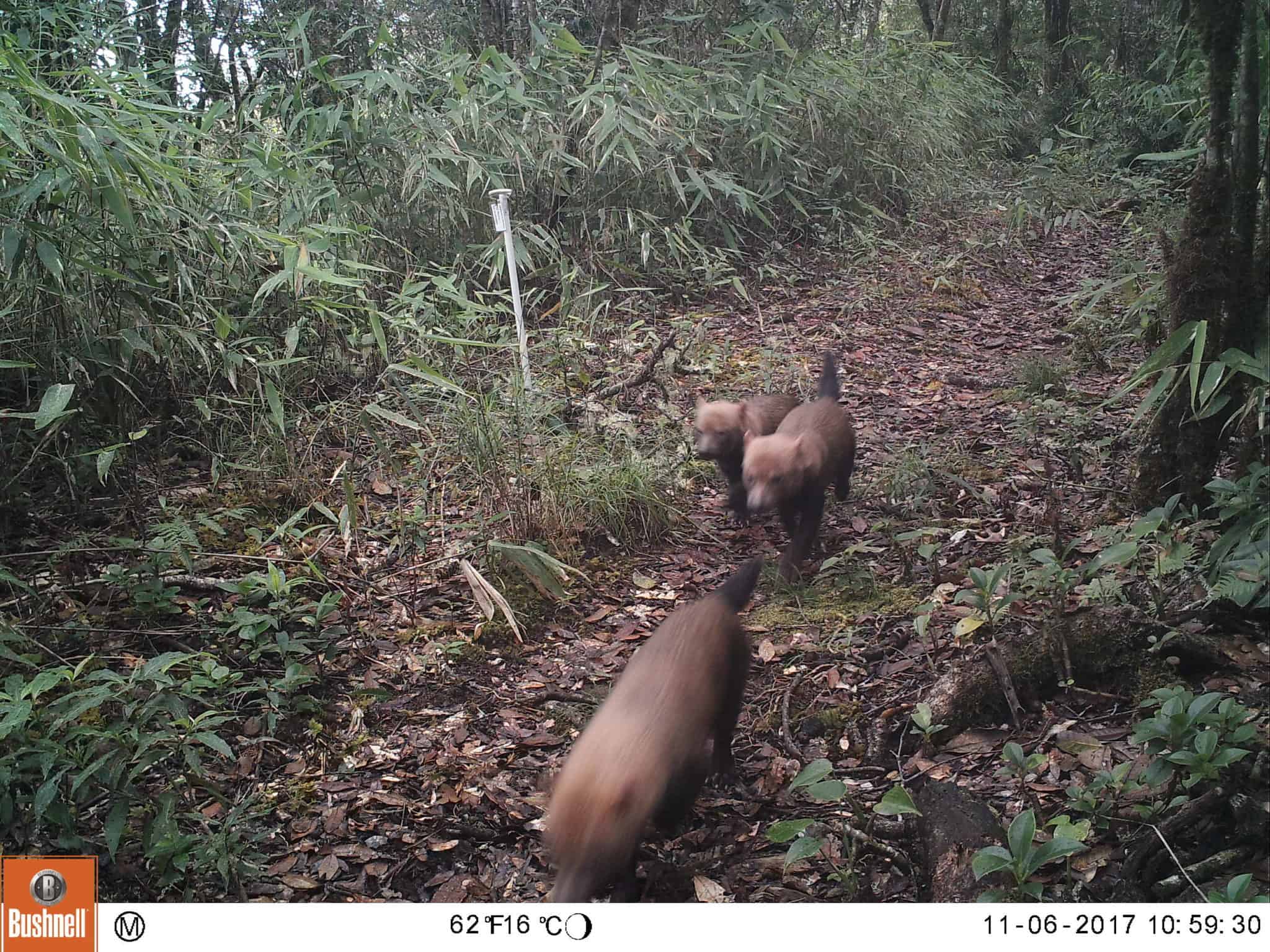 Wild Cam: Costa Rica’s black panthers and elusive bush dogs - The ...