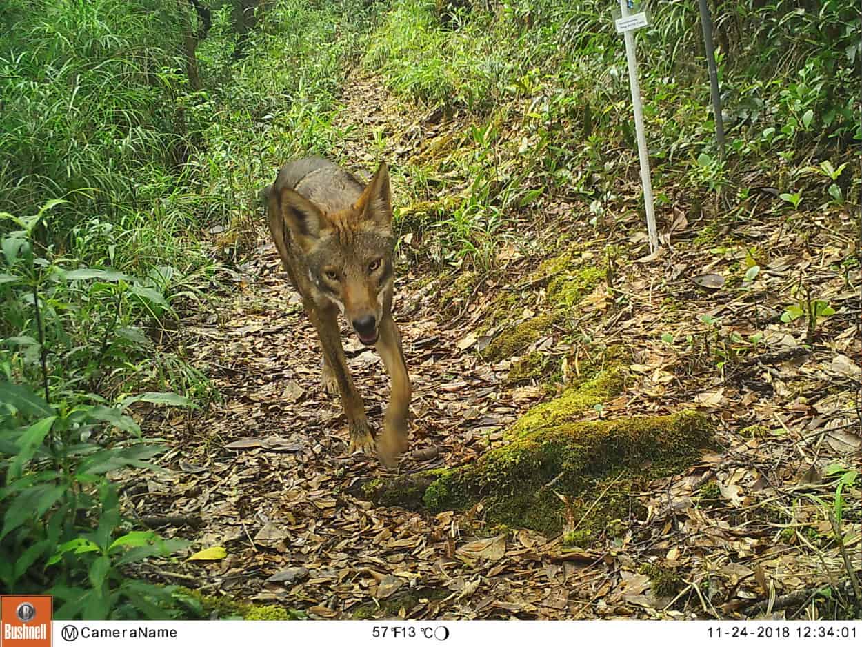 Wild Cam: Costa Rica’s black panthers and elusive bush dogs - The ...