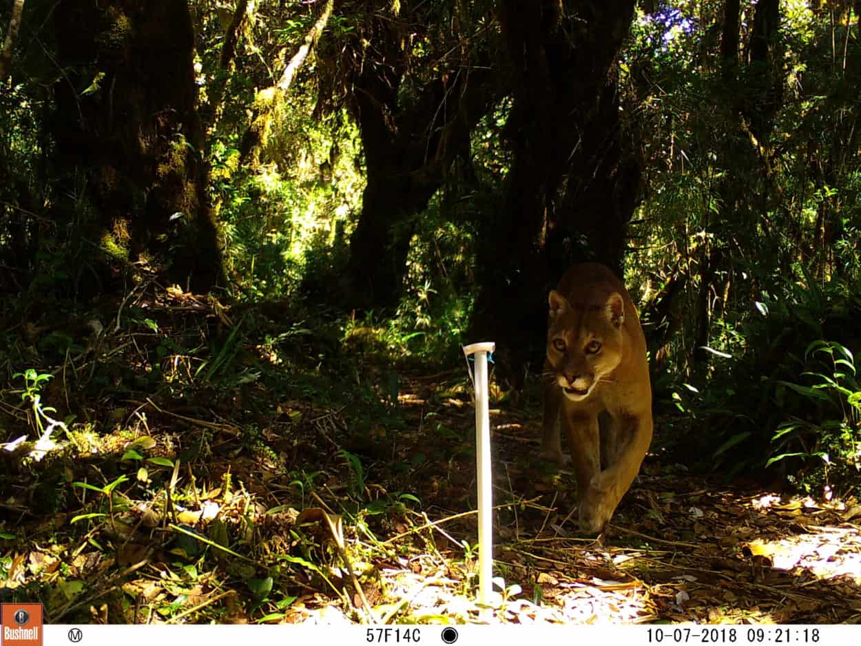 Wild Cam: Costa Rica’s black panthers and elusive bush dogs - The ...
