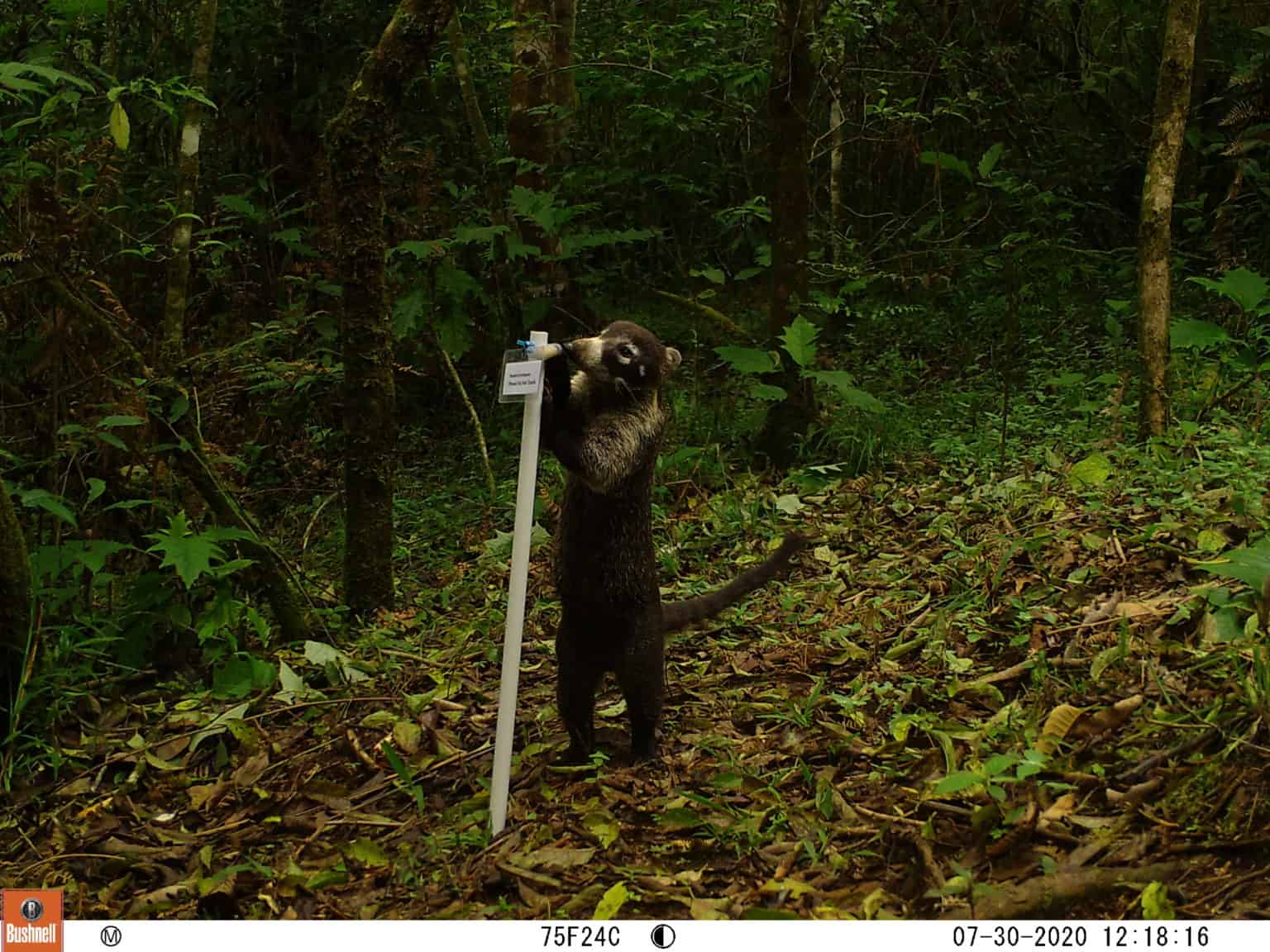 Wild Cam: Costa Rica’s black panthers and elusive bush dogs - The ...