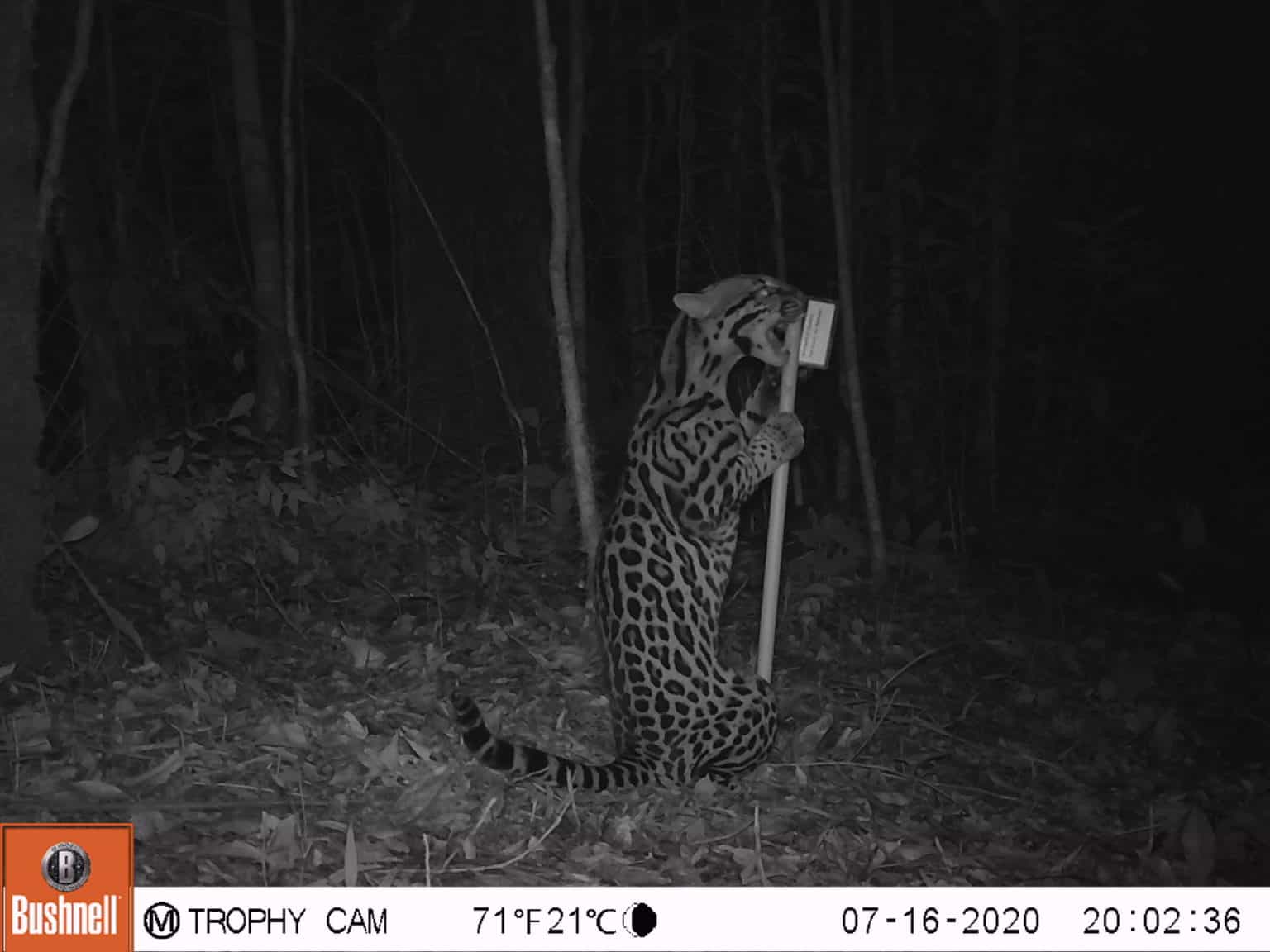 Wild Cam: Costa Rica’s black panthers and elusive bush dogs - The ...