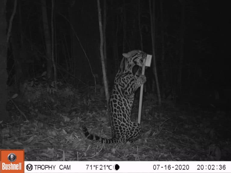 Wild Cam: Costa Rica’s black panthers and elusive bush dogs - The ...