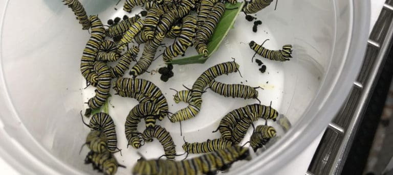 Watch: Monarch caterpillars fight for limited milkweed - The Wildlife ...