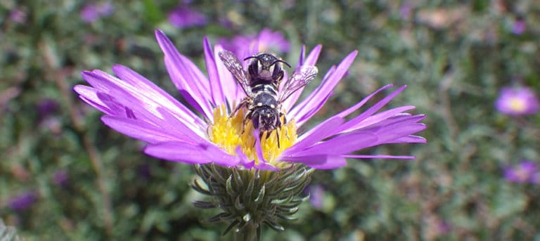 Mapping bee species first step toward understanding declines - The ...