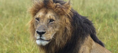Humans have impacted lion genetics over the years - The Wildlife Society