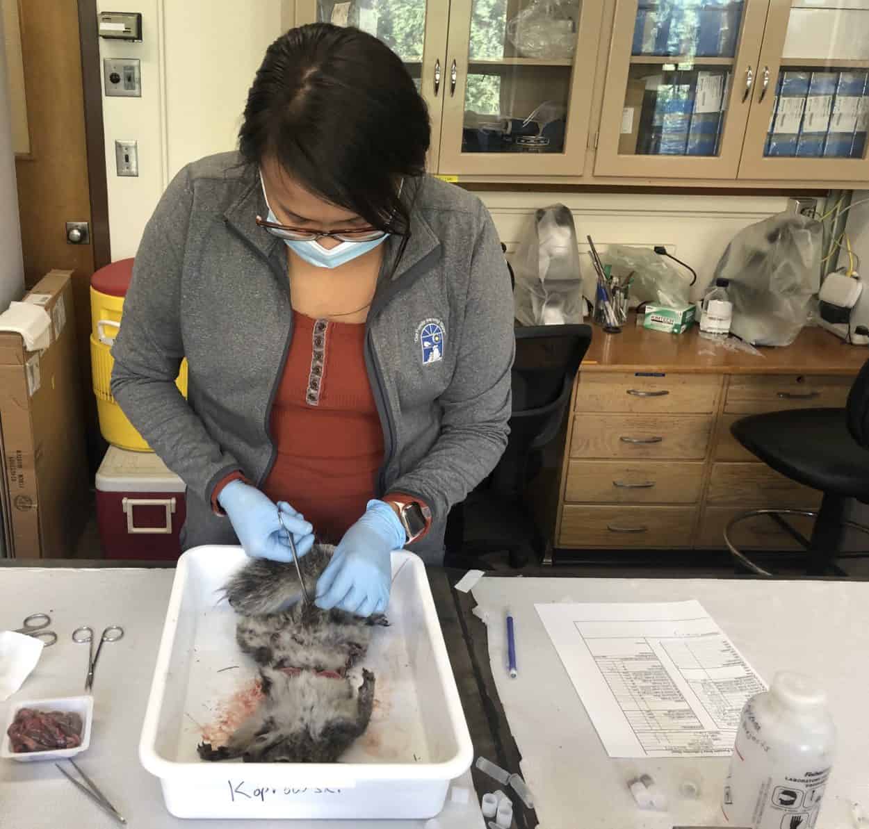 TWS2020: Parasites may reduce endangered squirrels’ survival - The ...