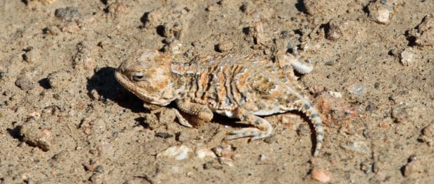 Climate change may make lizards vulnerable to predators - THE WILDLIFE ...