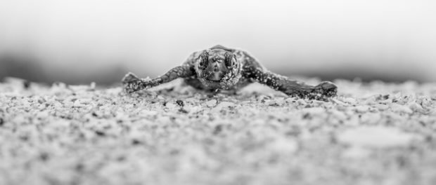 Wild Cam: Lights deter sea turtles away from deadly nets - THE WILDLIFE ...