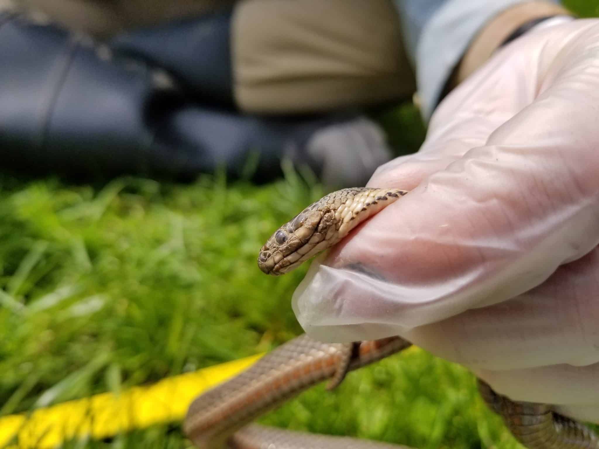 Kentucky aquatic snakes have high fungal disease prevalence - The ...