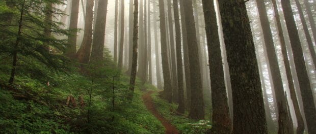 U.S. Forest Service releases final NEPA rule - THE WILDLIFE SOCIETY