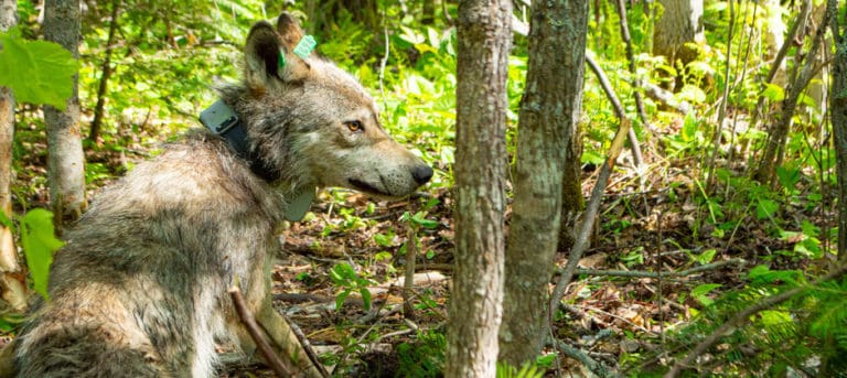 Wolves alter Minnesota wetlands - The Wildlife Society