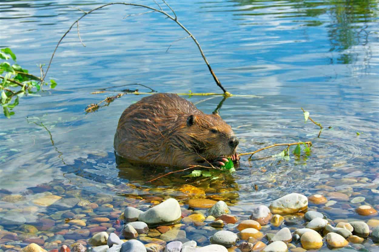 Wolves alter Minnesota wetlands - The Wildlife Society