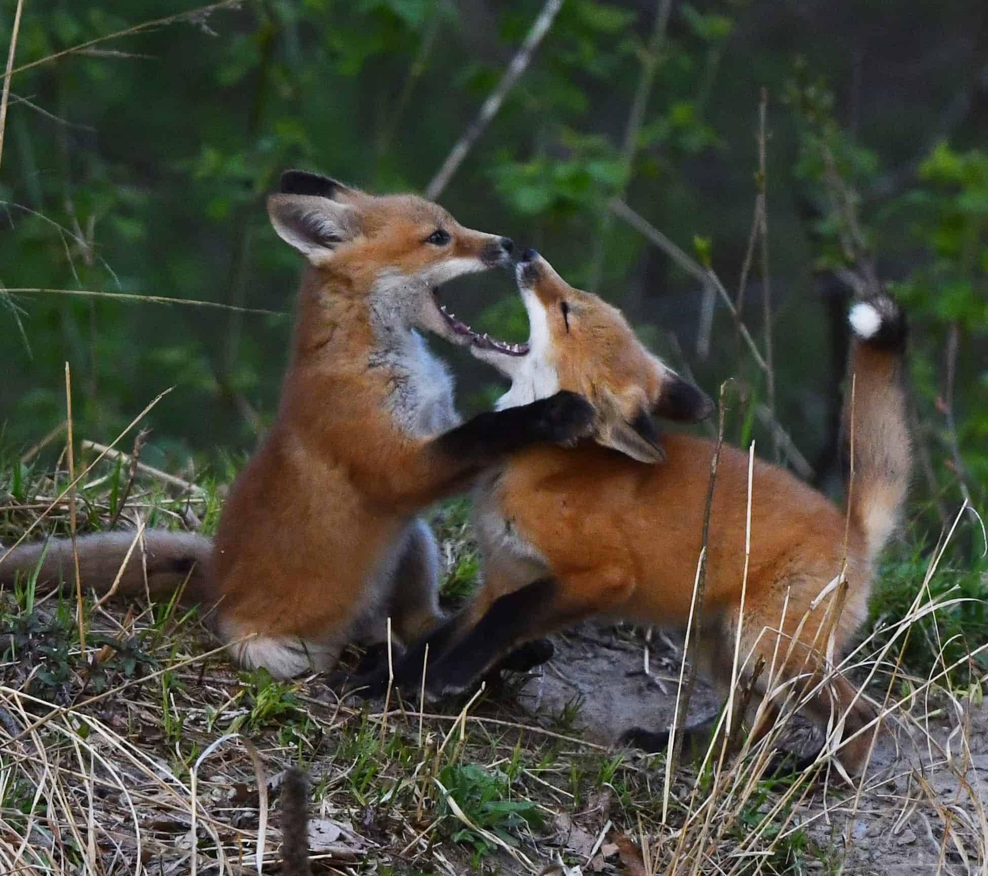 Changing climate may worsen wildlife disease outbreaks - The Wildlife ...