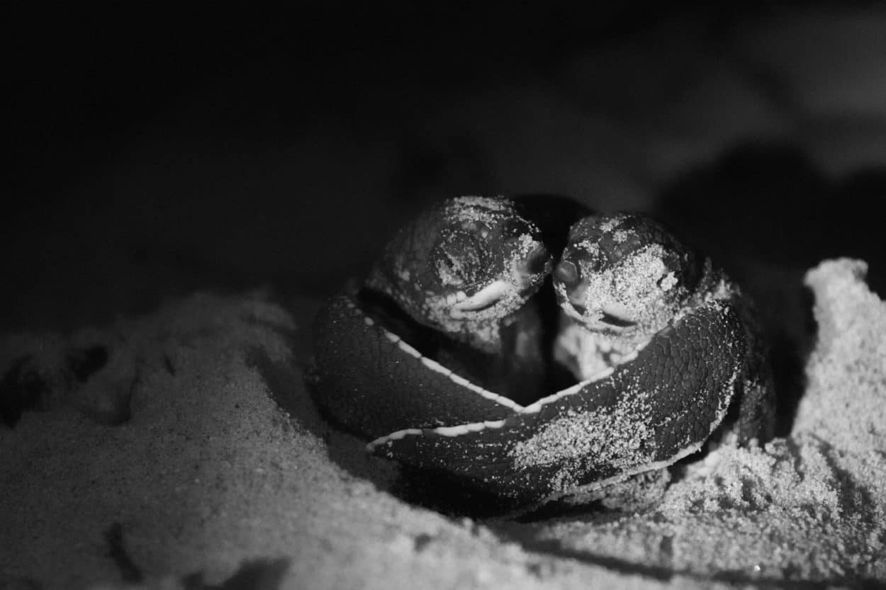 Wild Cam: Lights deter sea turtles away from deadly nets - The Wildlife ...