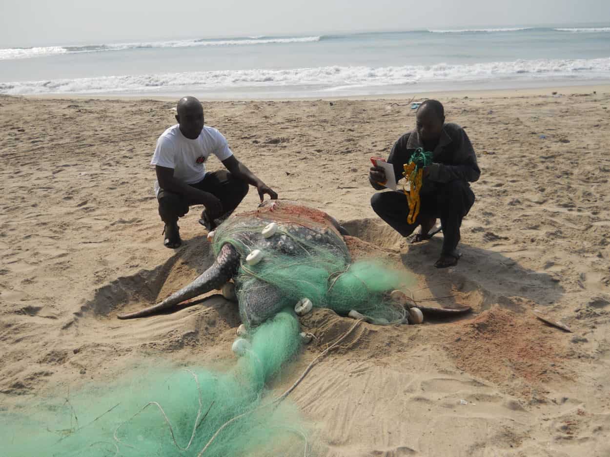 Wild Cam: Lights deter sea turtles away from deadly nets - The Wildlife ...