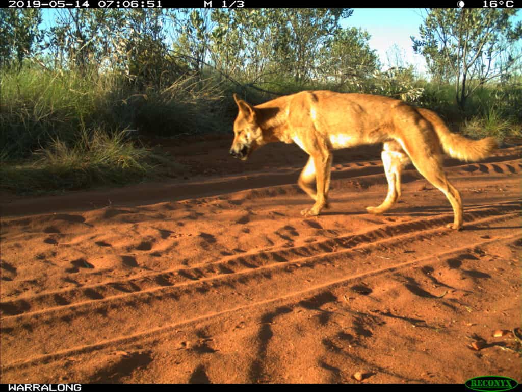 Wild Cam: Unearthing bilbies’ benefits - The Wildlife Society