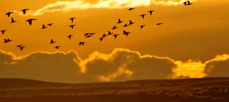 USFWS releases Migratory Bird Treaty Act rule - The Wildlife Society