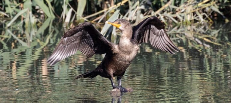 USFWS finalizes cormorant management rule - The Wildlife Society
