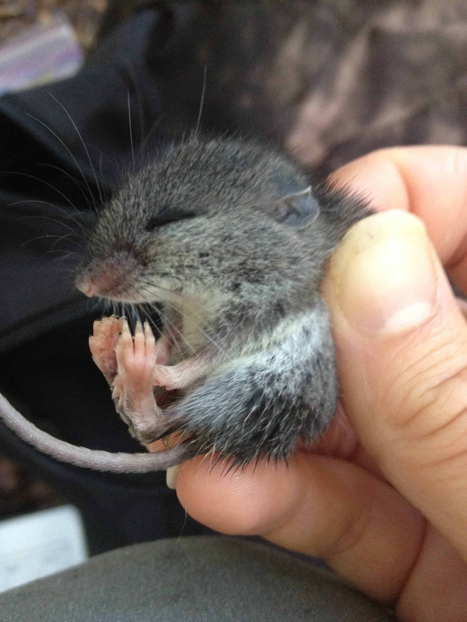 Small mammals’ presence could indicate healthy Everglades - The ...