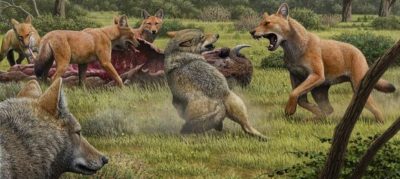 Dire wolf DNA reveals they weren’t wolves after all - The Wildlife Society