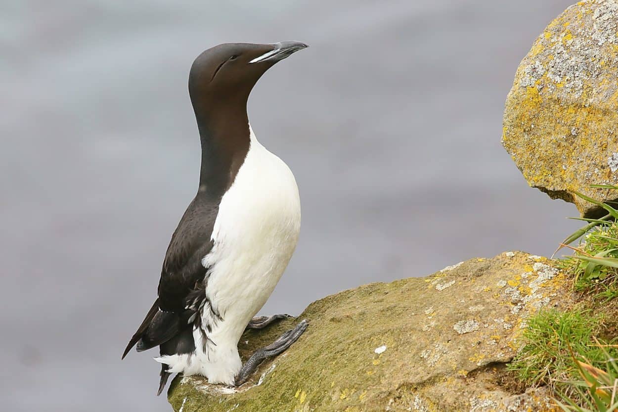 Massive murre die-offs mirrored by reproductive failure - The Wildlife ...