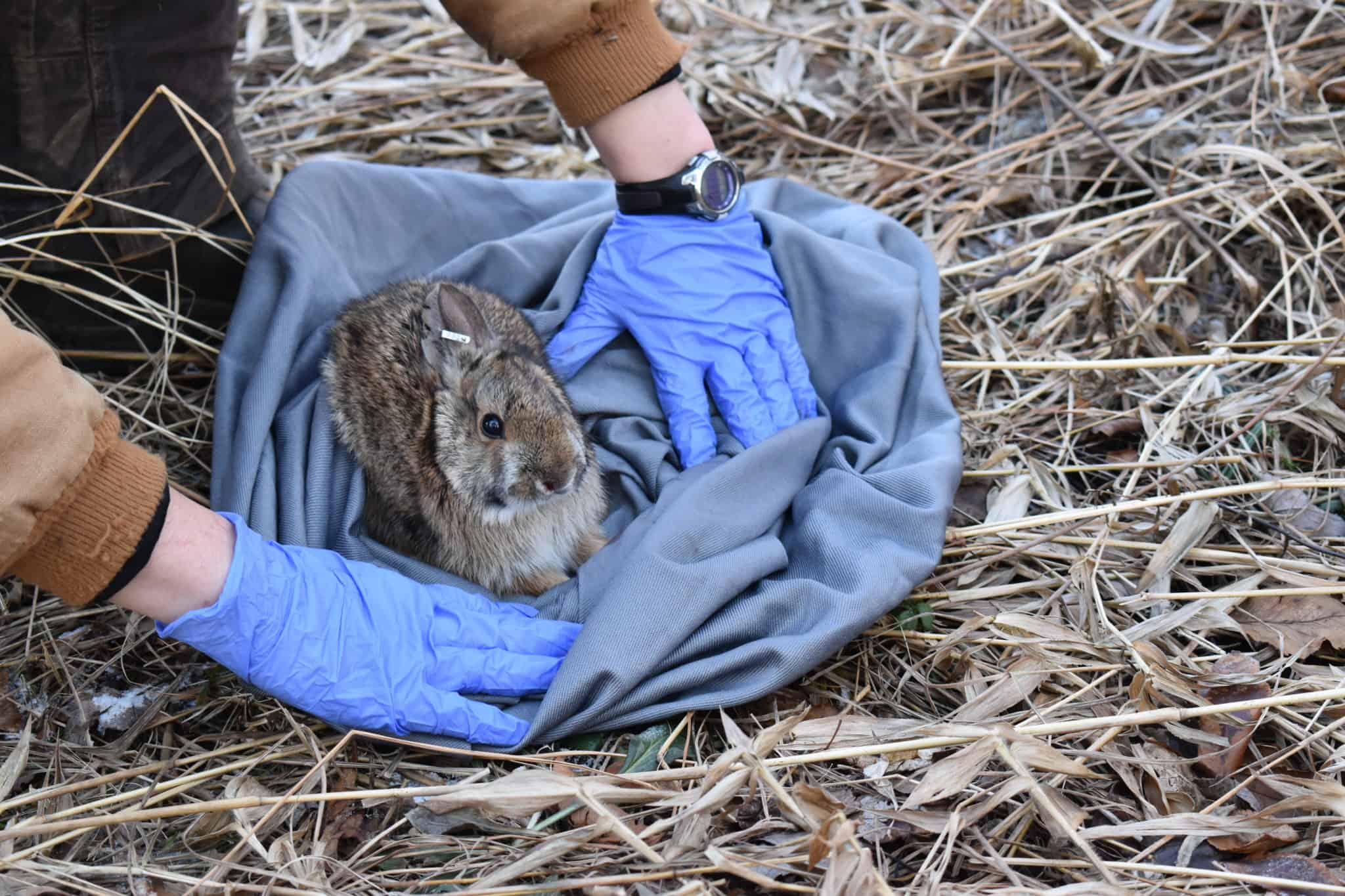 Clearing forests for imperiled rabbits may instead help invasives - The ...