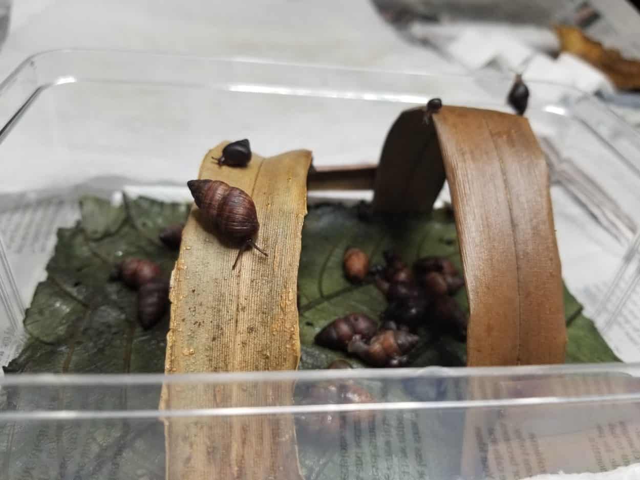 Hundreds of land snails have gone extinct in the past century - The ...