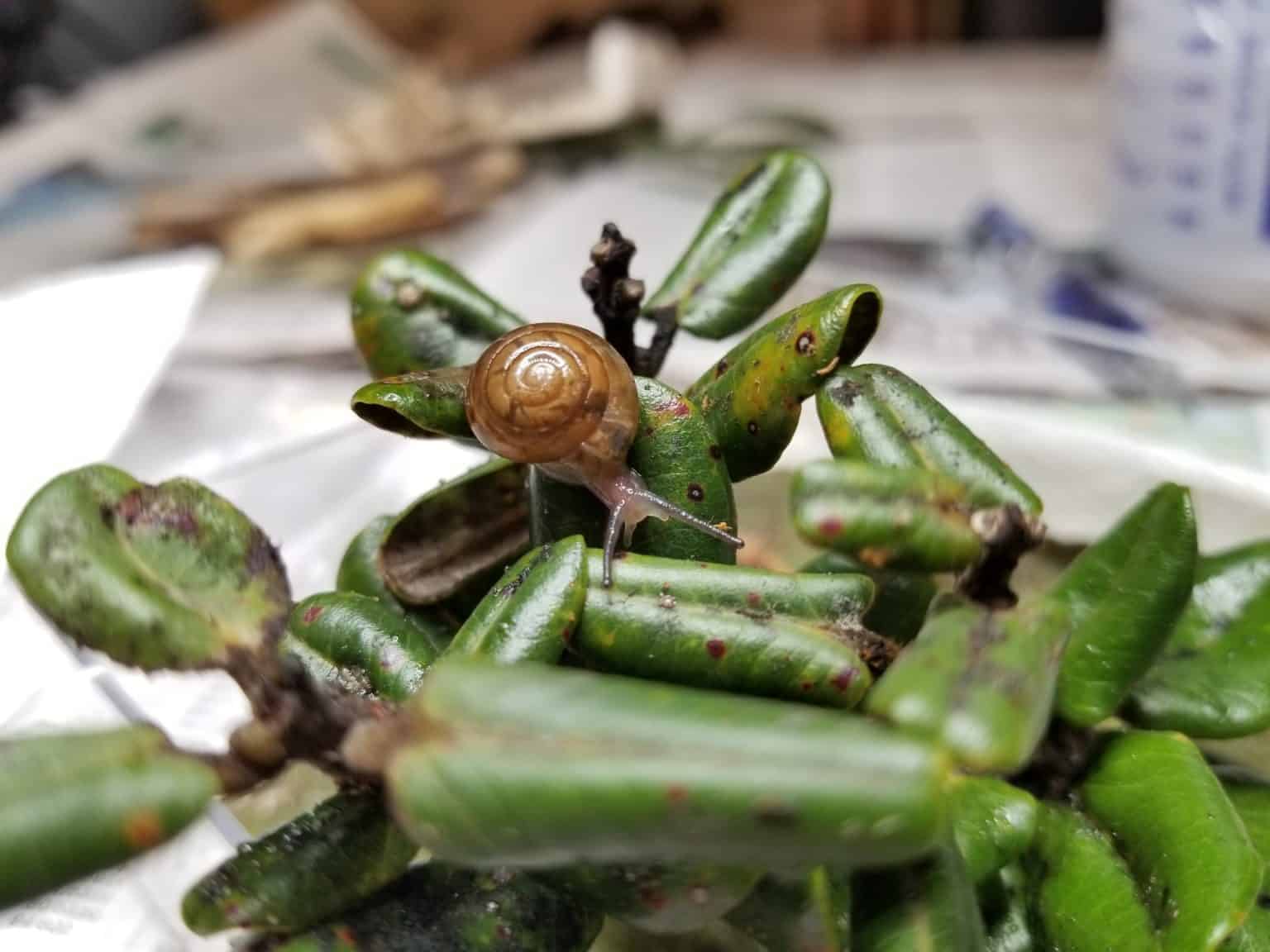 Hundreds of land snails have gone extinct in the past century - The ...