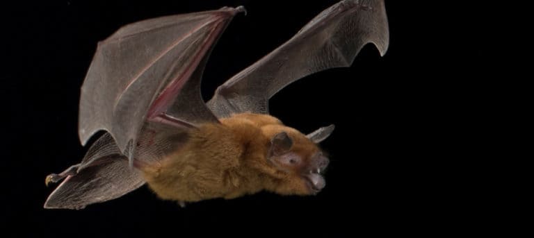 Genetic test can determine pesticide exposure in bats - The Wildlife ...