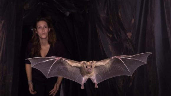 Can the right picture inspire people to conserve bats? - The Wildlife ...
