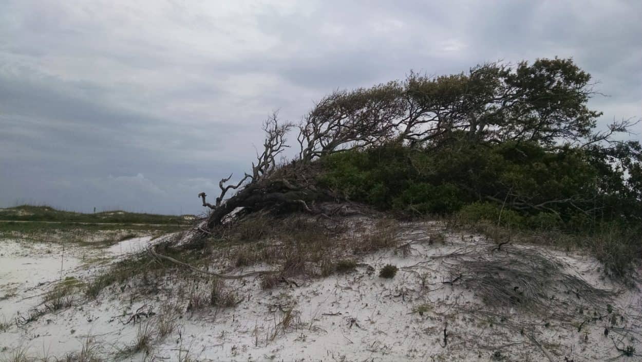 JWM: Endangered beach mice need feline-free darkness - The Wildlife Society