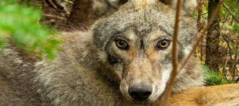 Watch: How wolves ambush their beaver prey - The Wildlife Society