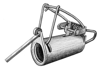WM: Long-term trapping study reveals best practices - The Wildlife Society