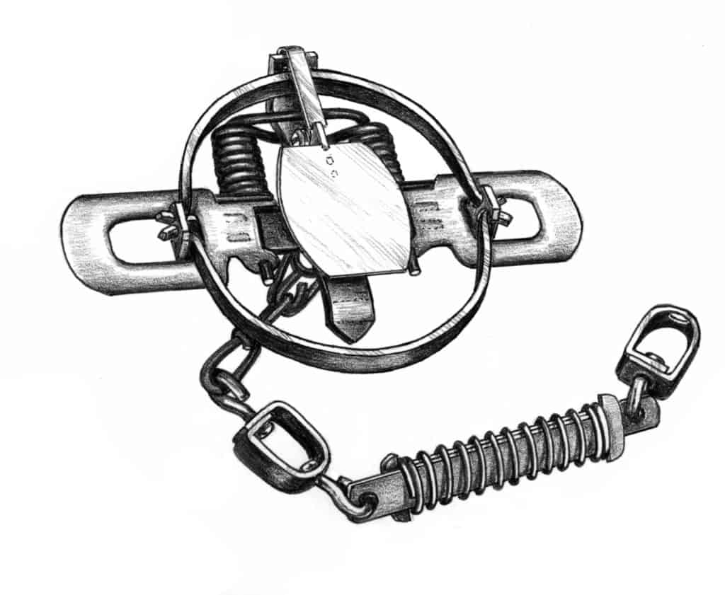 WM: Long-term trapping study reveals best practices - The Wildlife Society