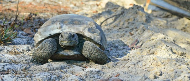 WSB: Cheap GPS loggers work for tortoise tracking - The Wildlife Society