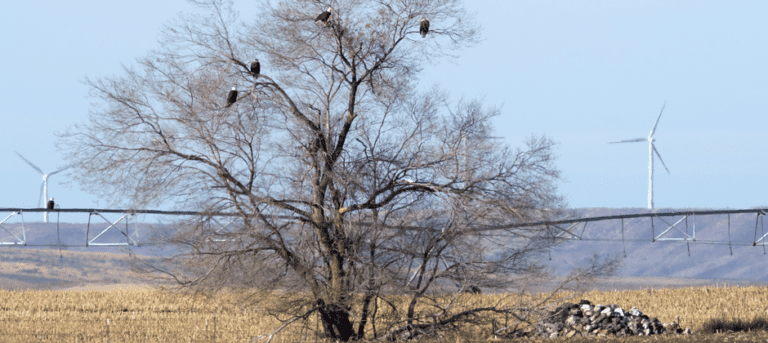 Detection device reduces eagle deaths at wind farm - The Wildlife Society