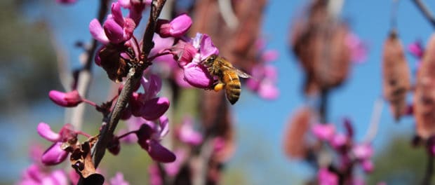 More biodiversity makes for healthy bees - The Wildlife Society