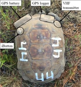 WSB: Cheap GPS loggers work for tortoise tracking - The Wildlife Society