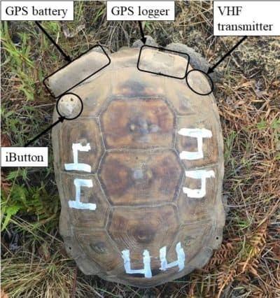 WSB: Cheap GPS loggers work for tortoise tracking - The Wildlife Society