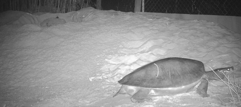 royal turtle Archives - The Wildlife Society