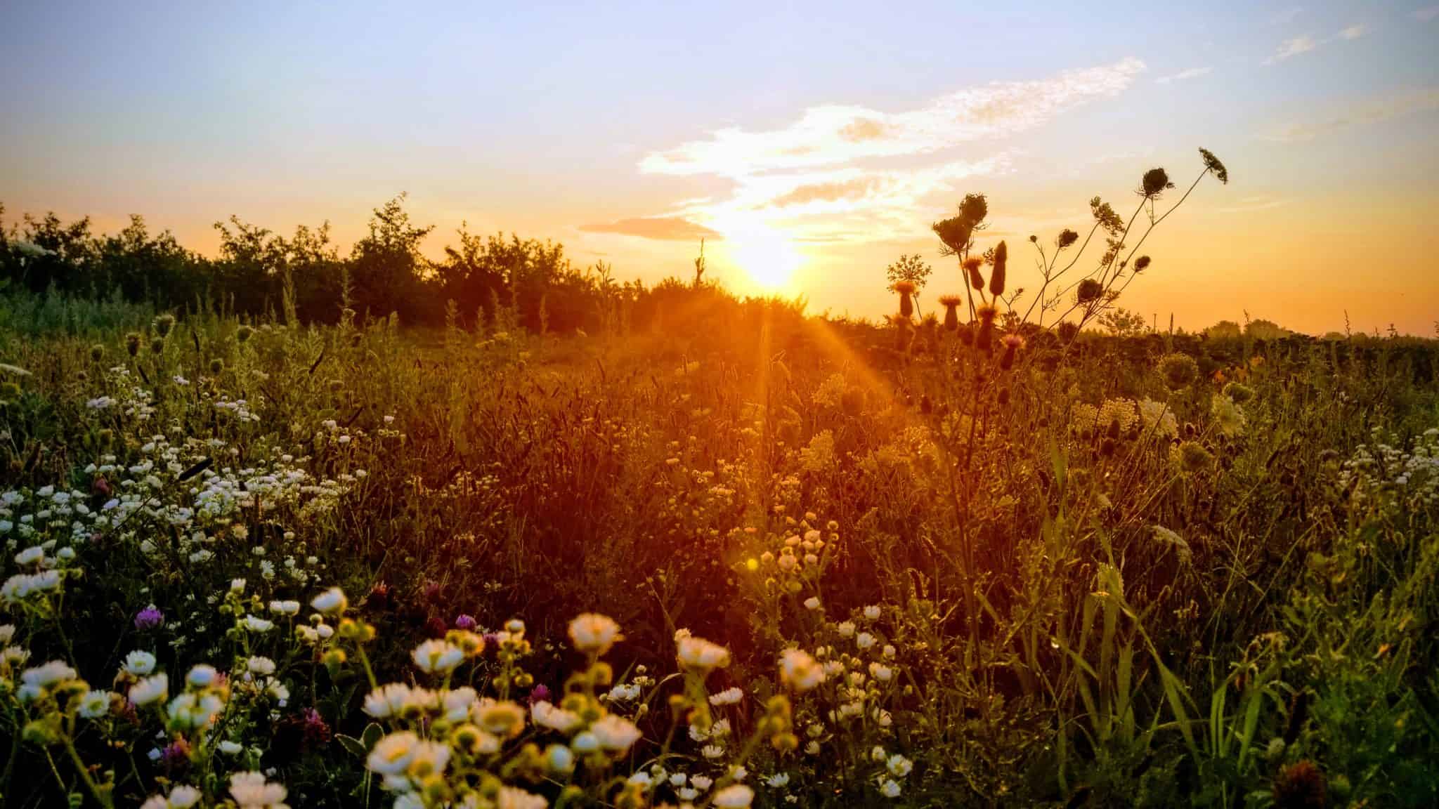 More biodiversity makes for healthy bees - The Wildlife Society